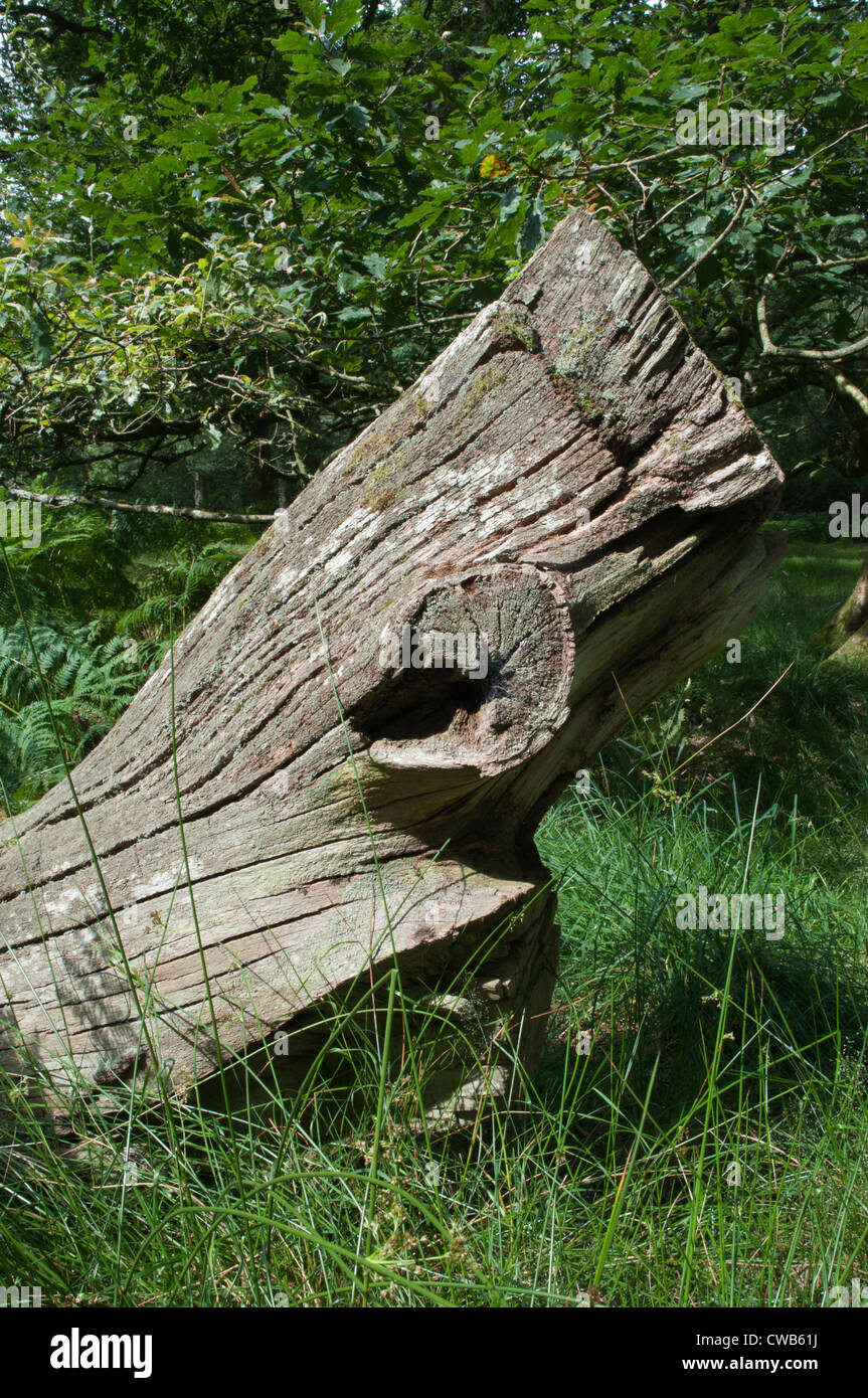 fallen and decaying tree in grass sunlit moss texture rustic Stock ...