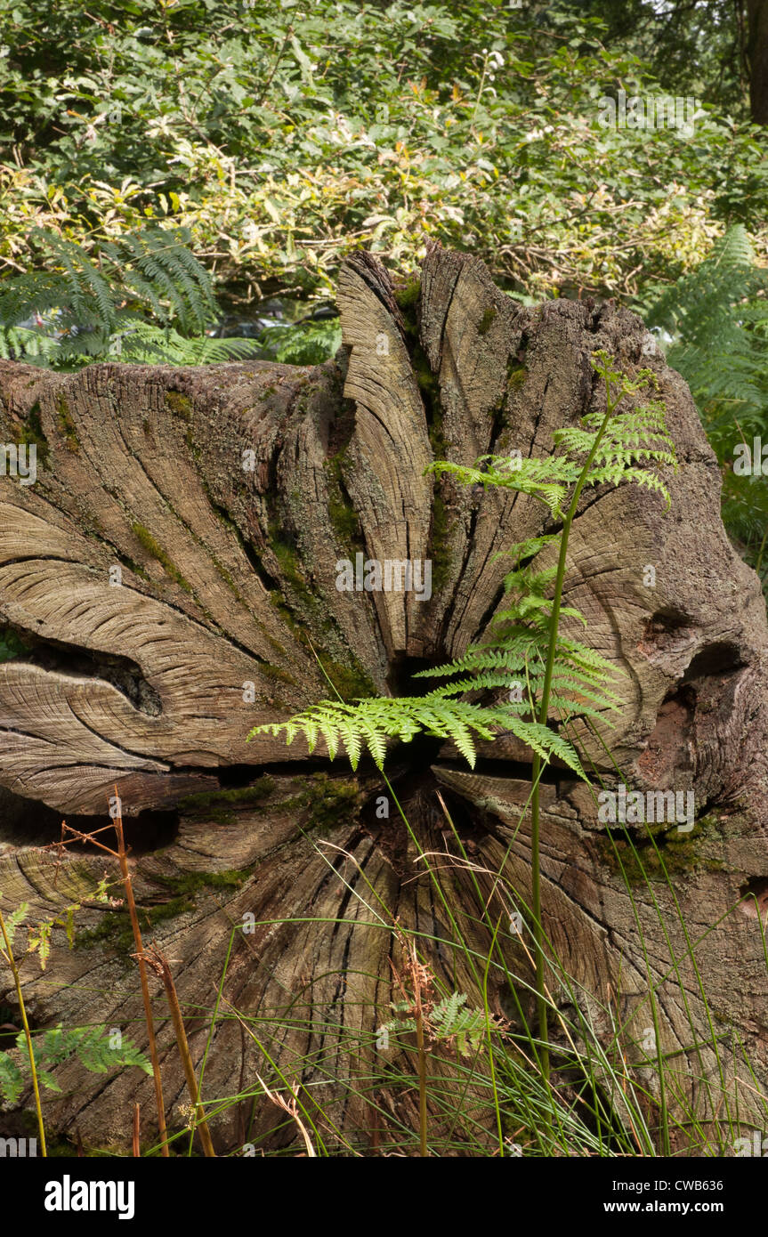 fallen and decaying tree Stock Photo - Alamy