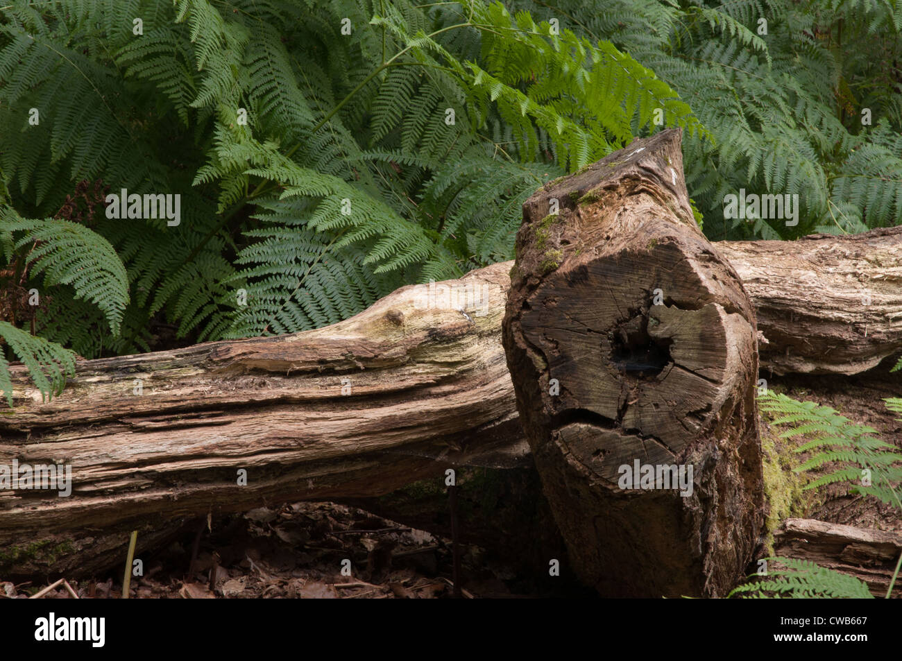 fallen and decaying tree Stock Photo - Alamy