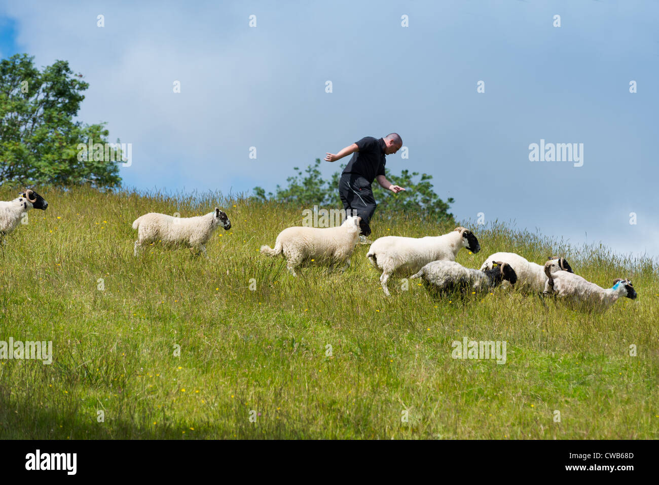 Rounding up sheep hi-res stock photography and images - Alamy