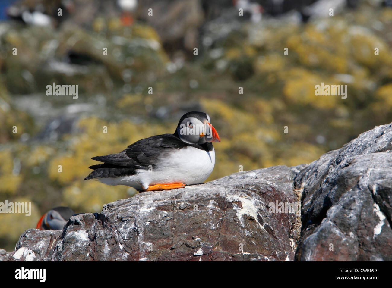 Common clown hi-res stock photography and images - Alamy