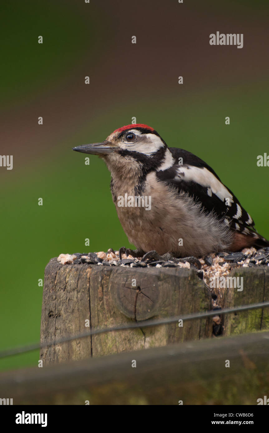 Woodpeckers dendrocopus dendrocopos major hi-res stock photography and ...