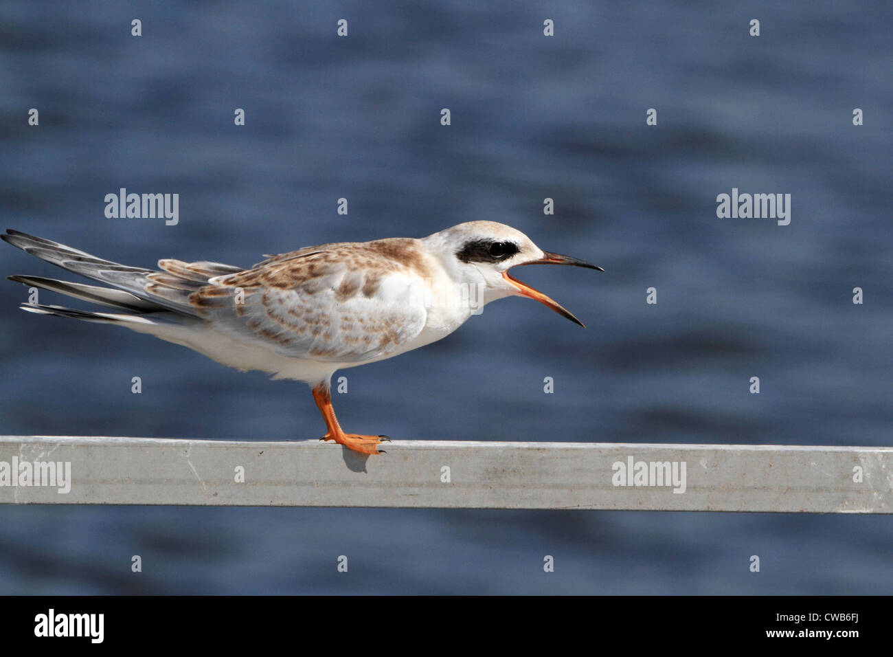 A juvenile Forster's Tern, Sterna forsteri, calling while standing on a ...