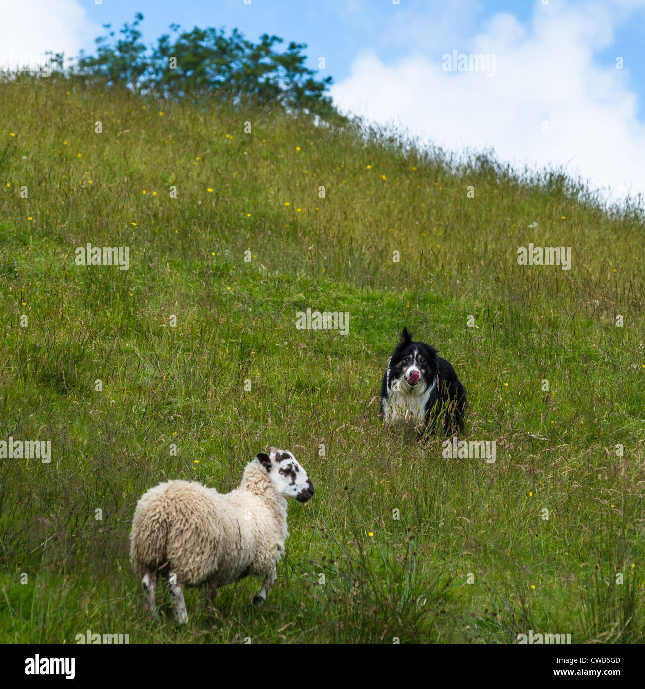 Sheep herding on the edge of the village of Carrick in south Donegal ...