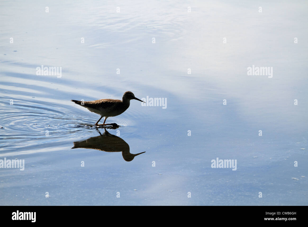 A sandpiper transversing a saltmarsh. Richard DeKorte Park, Lyndhurst ...