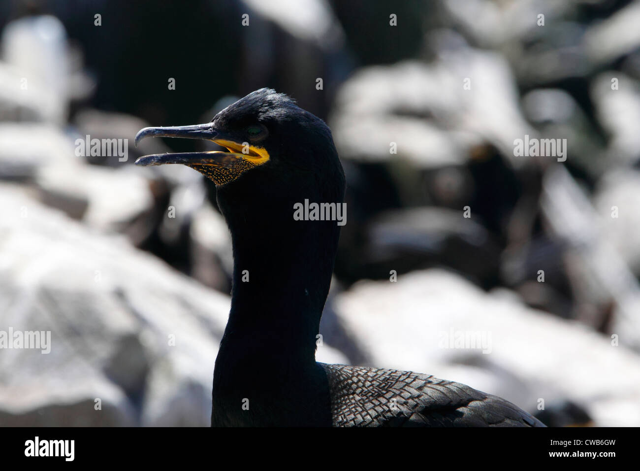 Shag bird european hi-res stock photography and images - Alamy