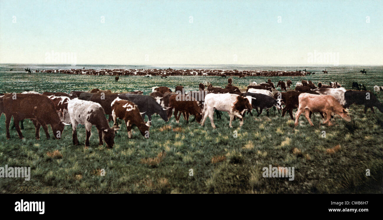 American cattle hi-res stock photography and images - Alamy