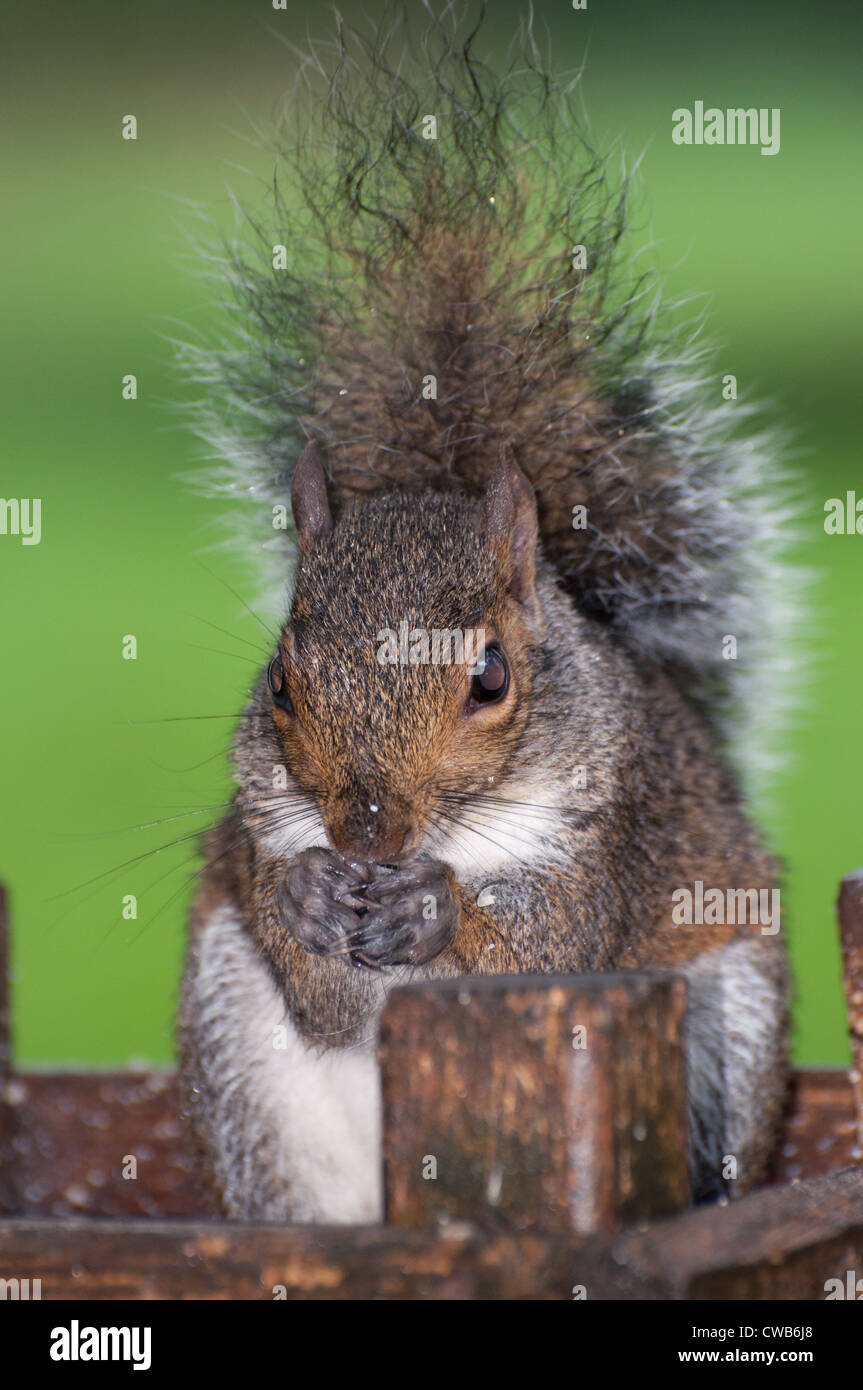 Eastern gray squirrel Stock Photo - Alamy