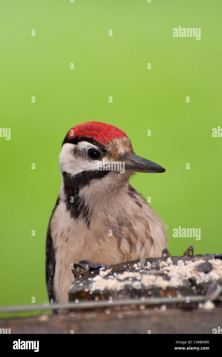Woodpeckers dendrocopus dendrocopos major hi-res stock photography and ...