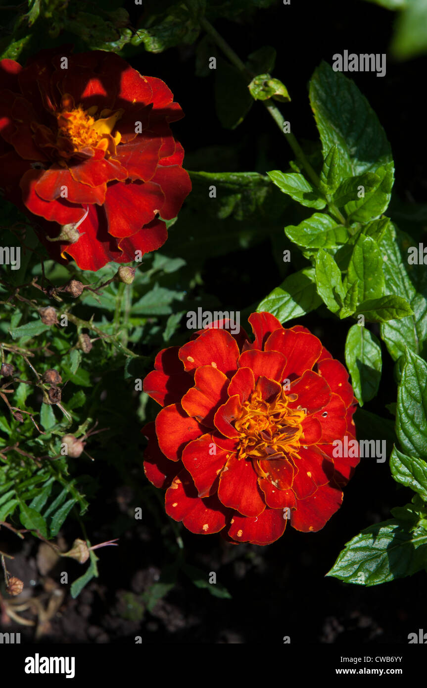 French Marigolds (Tagetes patula) red Stock Photo - Alamy