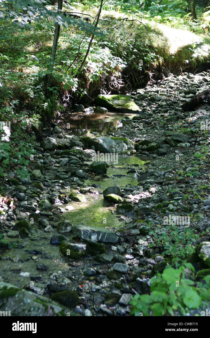 Puddles in dry creek in upstate NY forest Stock Photo - Alamy