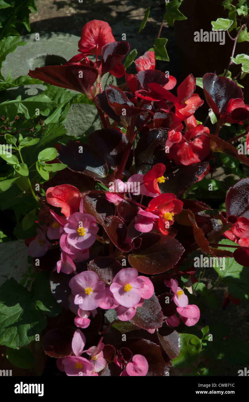 Begonias mixed colours in bloom Stock Photo - Alamy