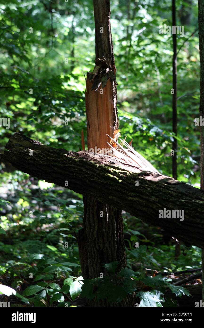 Broken Stump in Upstate New York Forest Stock Photo - Alamy