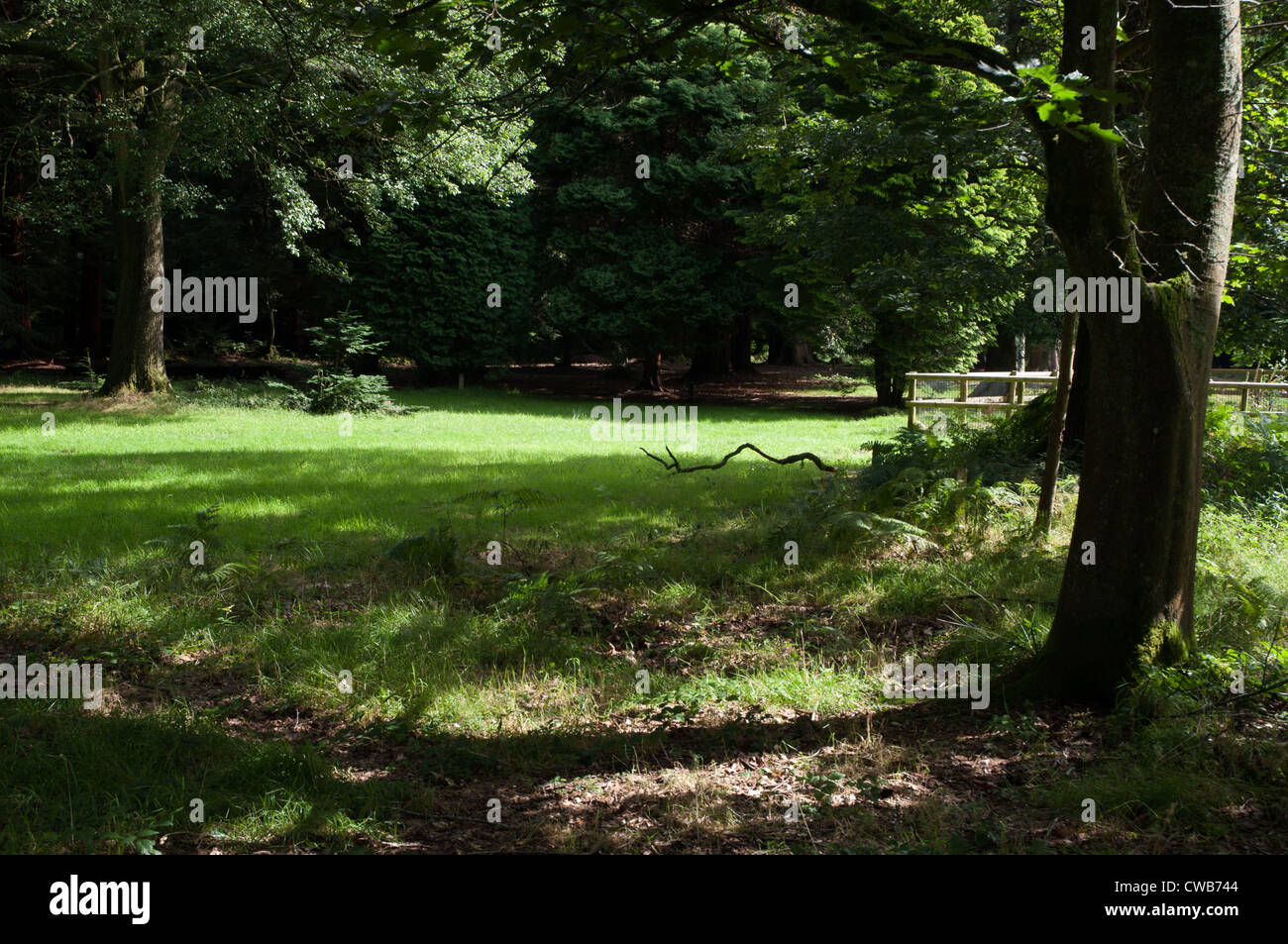 Verdant woodland scene hi-res stock photography and images - Alamy
