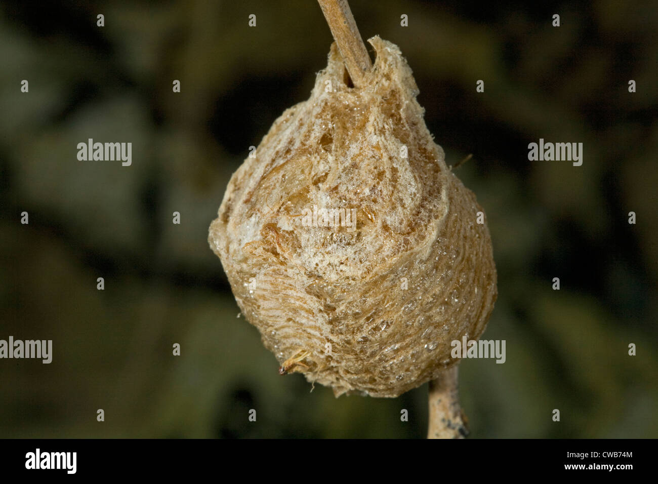 Praying mantis eggs hi-res stock photography and images - Alamy