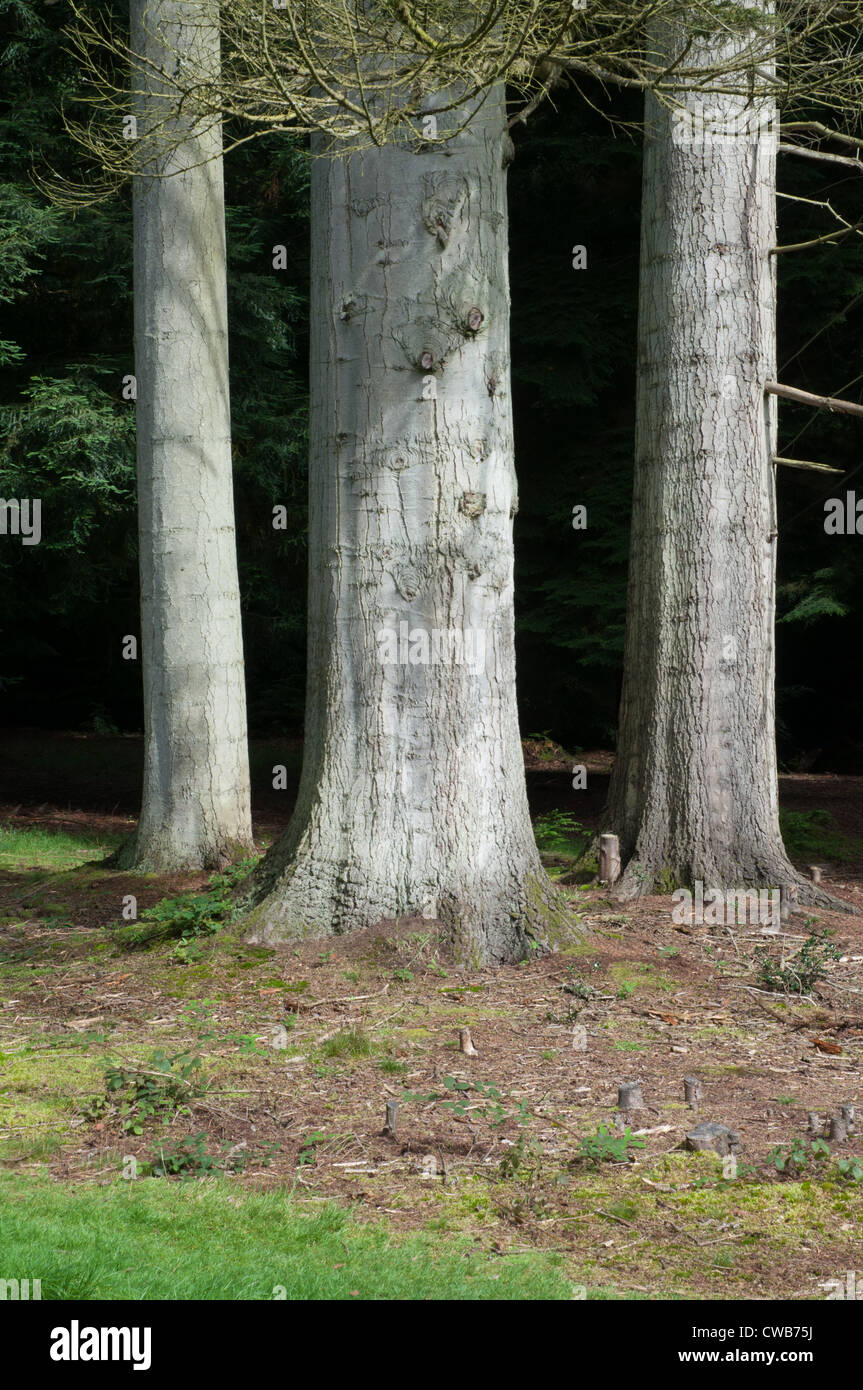 sunlit tree trunks with grass at base in forest setting Stock Photo - Alamy
