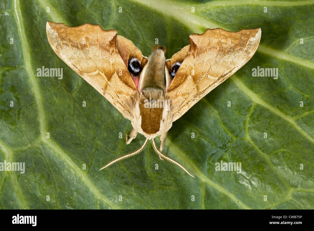 Portrait of an eyed hawk moth, in the Pacific Northwest Stock Photo - Alamy
