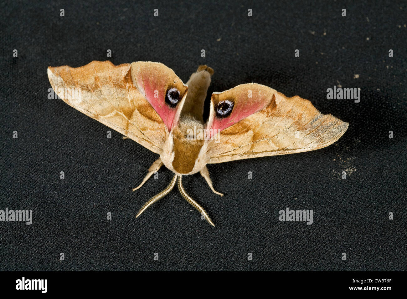 Five spotted hawk moth hi-res stock photography and images - Alamy