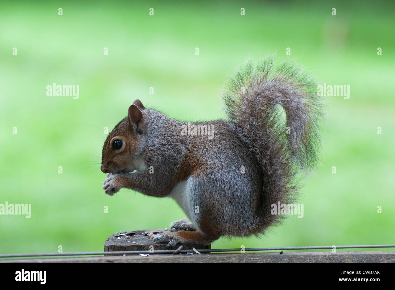 Eastern gray squirrel Stock Photo - Alamy