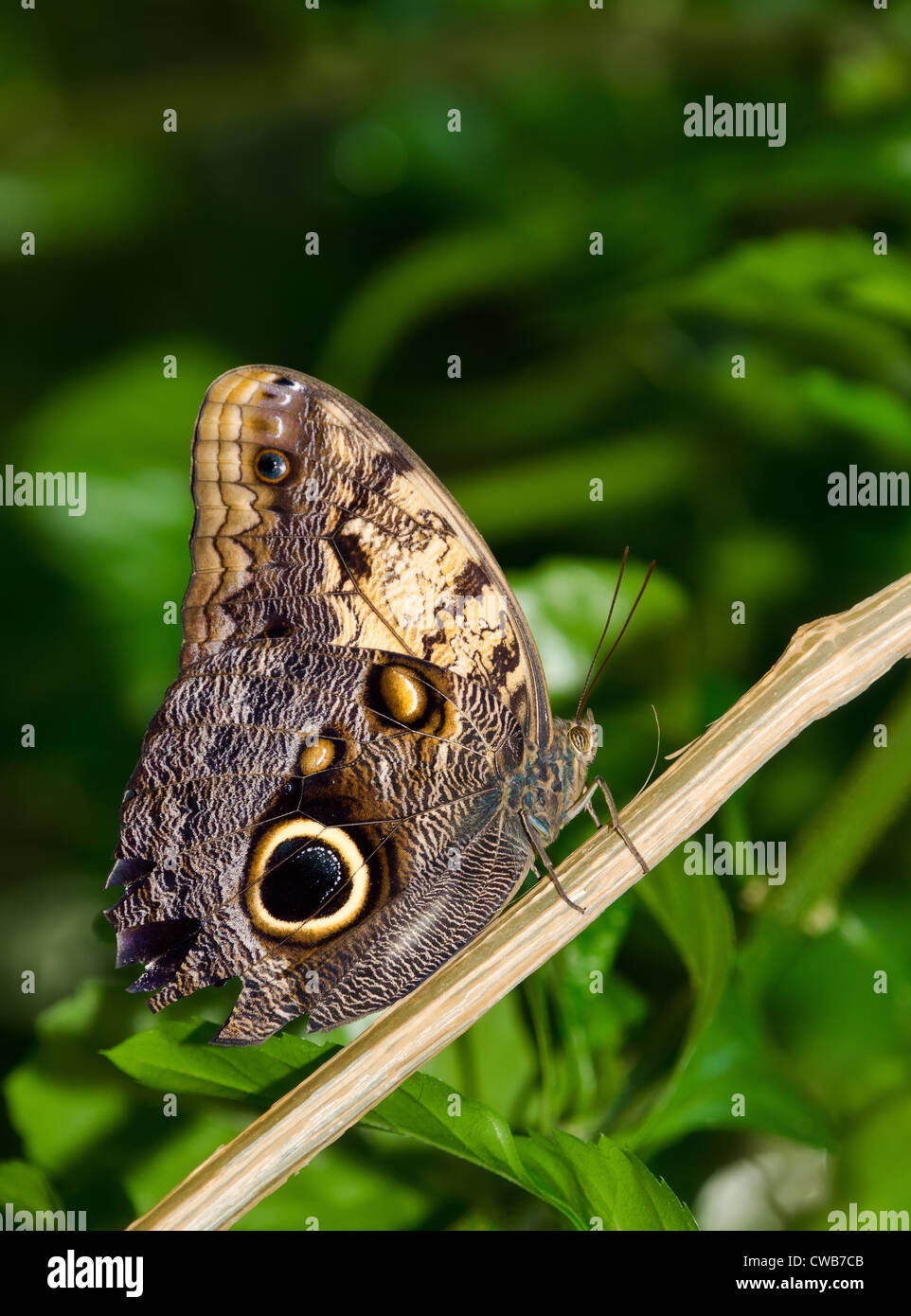 Owl butterfly (Caligo Stock Photo - Alamy
