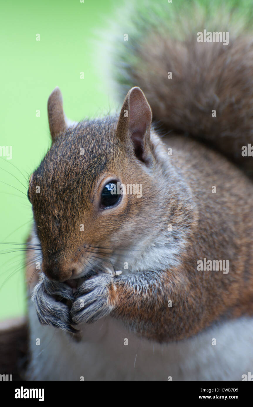 Eastern gray squirrel Stock Photo - Alamy