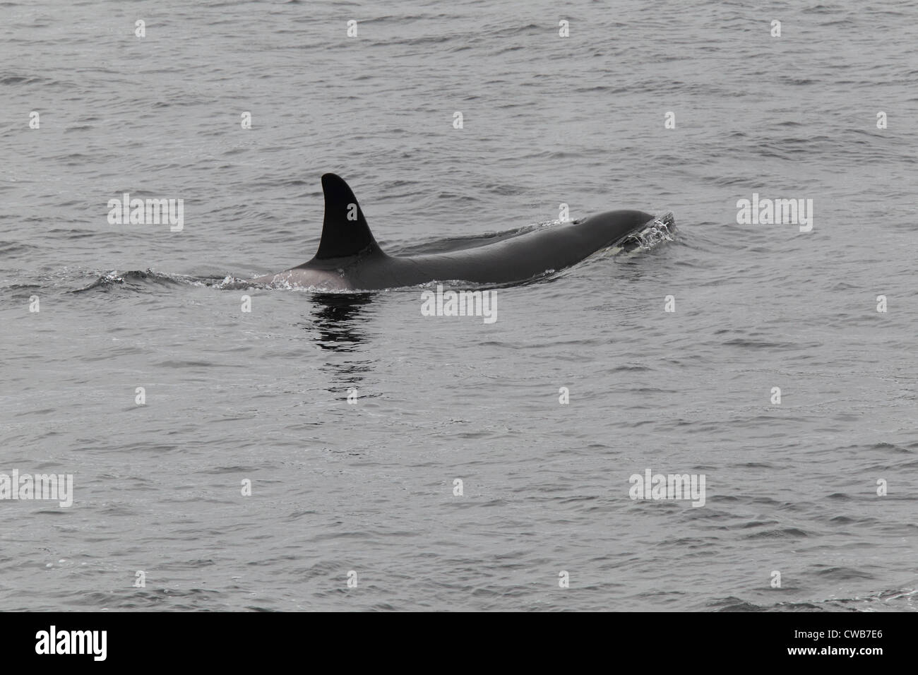 Killer Whale Orcinus orca Boddam Shetland Islands Scotland UK Stock ...