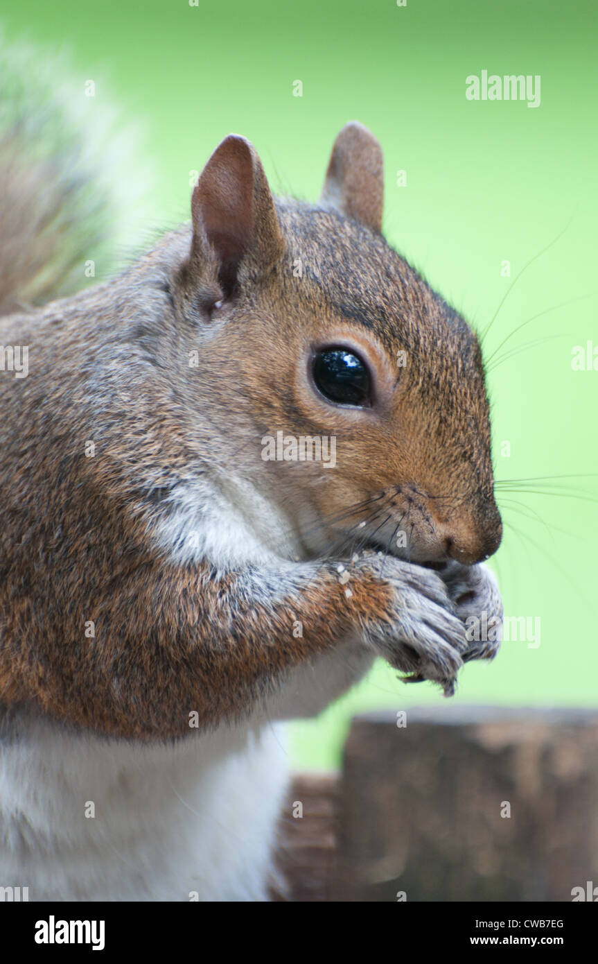 Eastern gray squirrel Stock Photo - Alamy