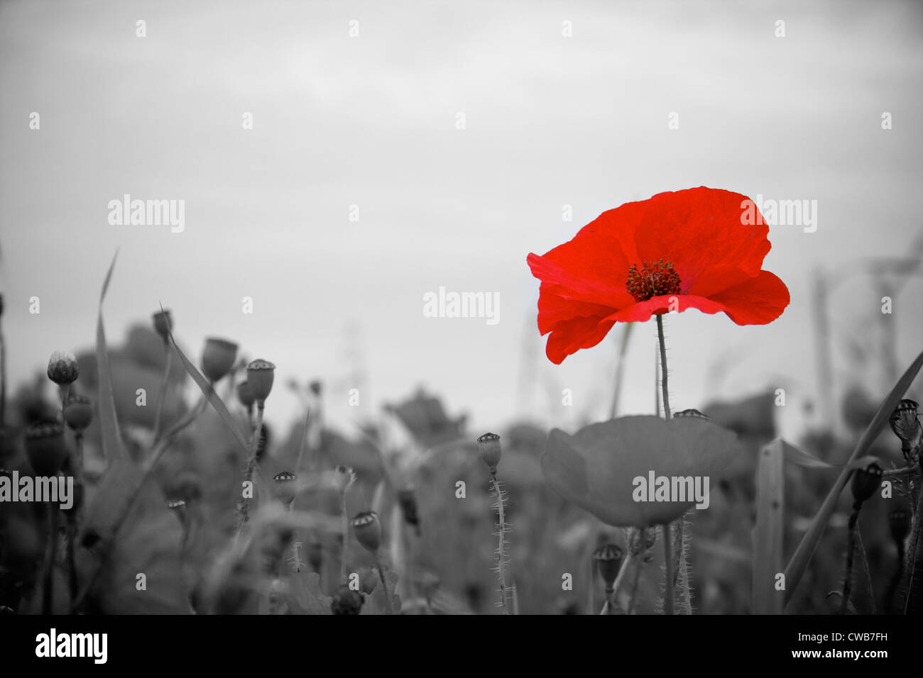 Red poppy with wildlife hi-res stock photography and images - Alamy