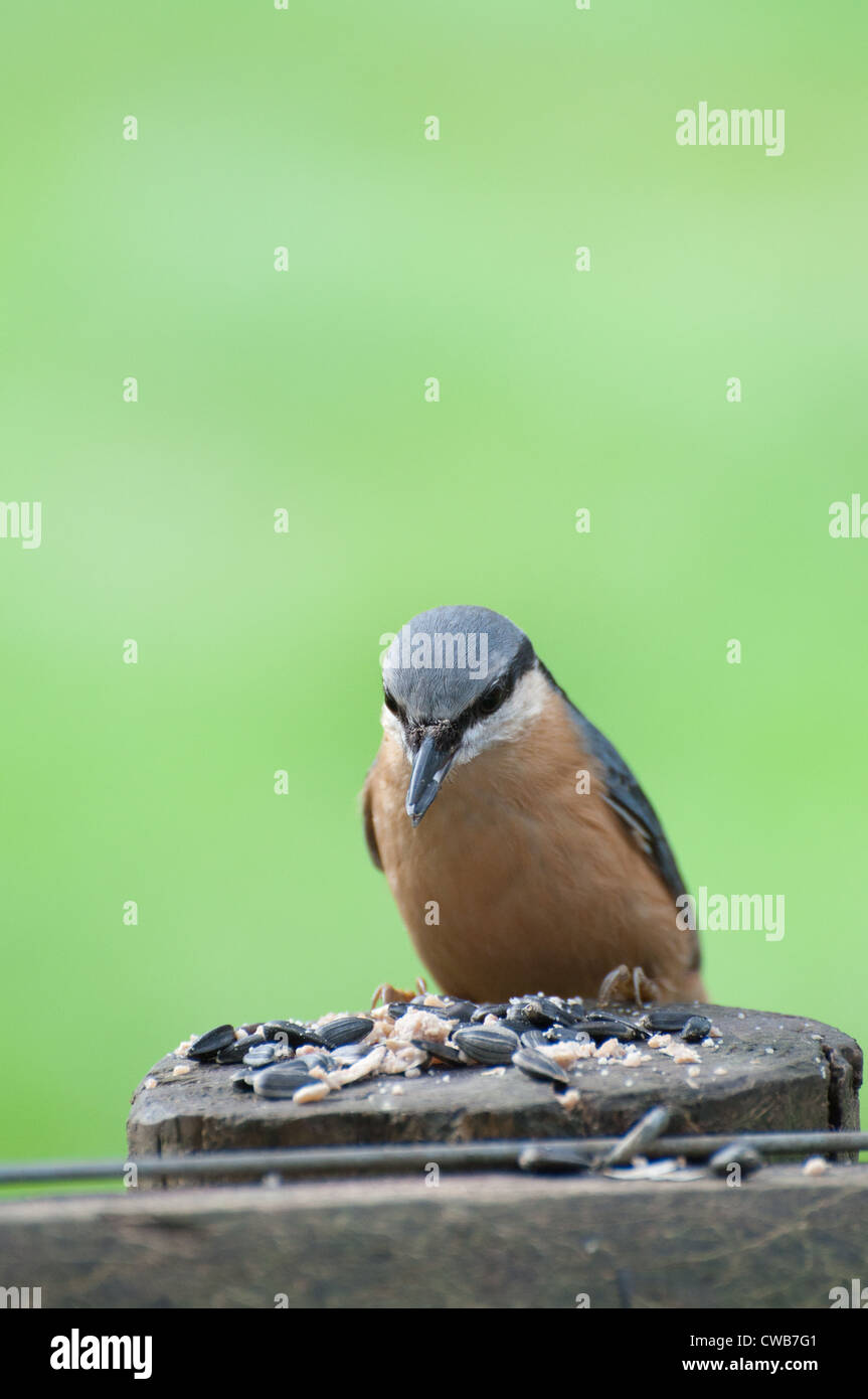 Nuthatch feeding hi-res stock photography and images - Alamy