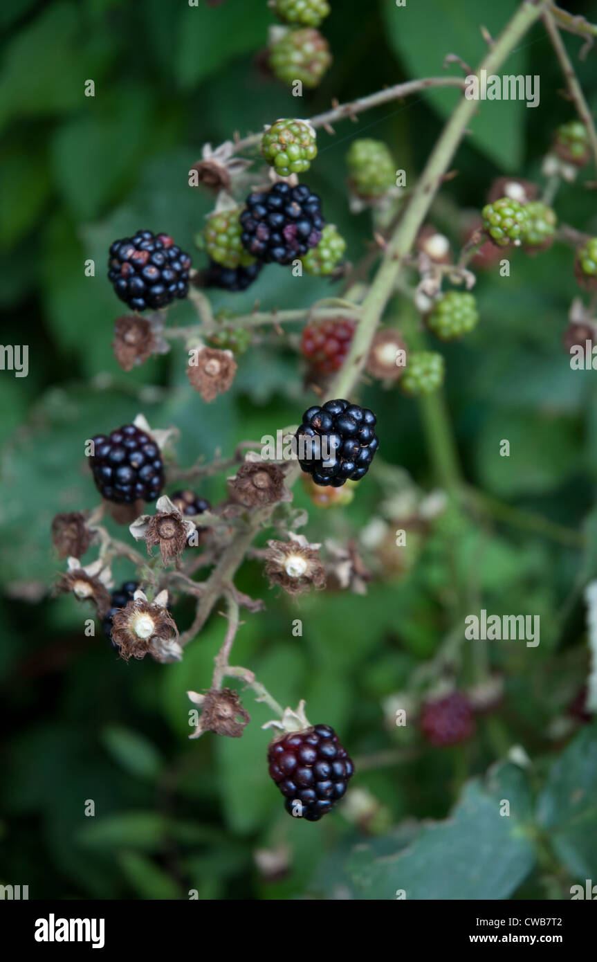Brambles |(Blackberries) in domestic garden Stock Photo - Alamy