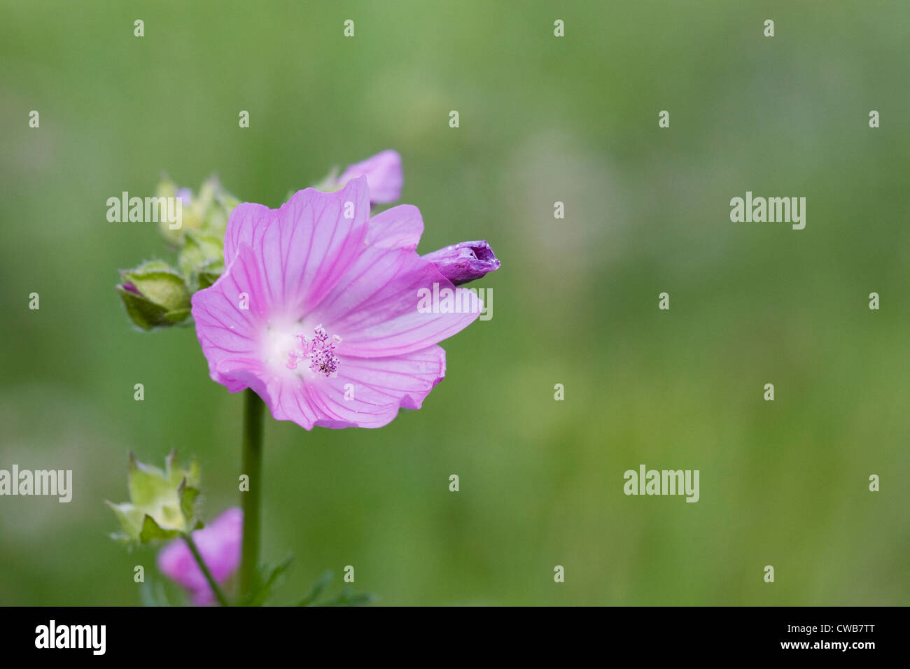 Sidalcea campestris in a wildflower meadow. Meadow Sidalcea Stock Photo ...