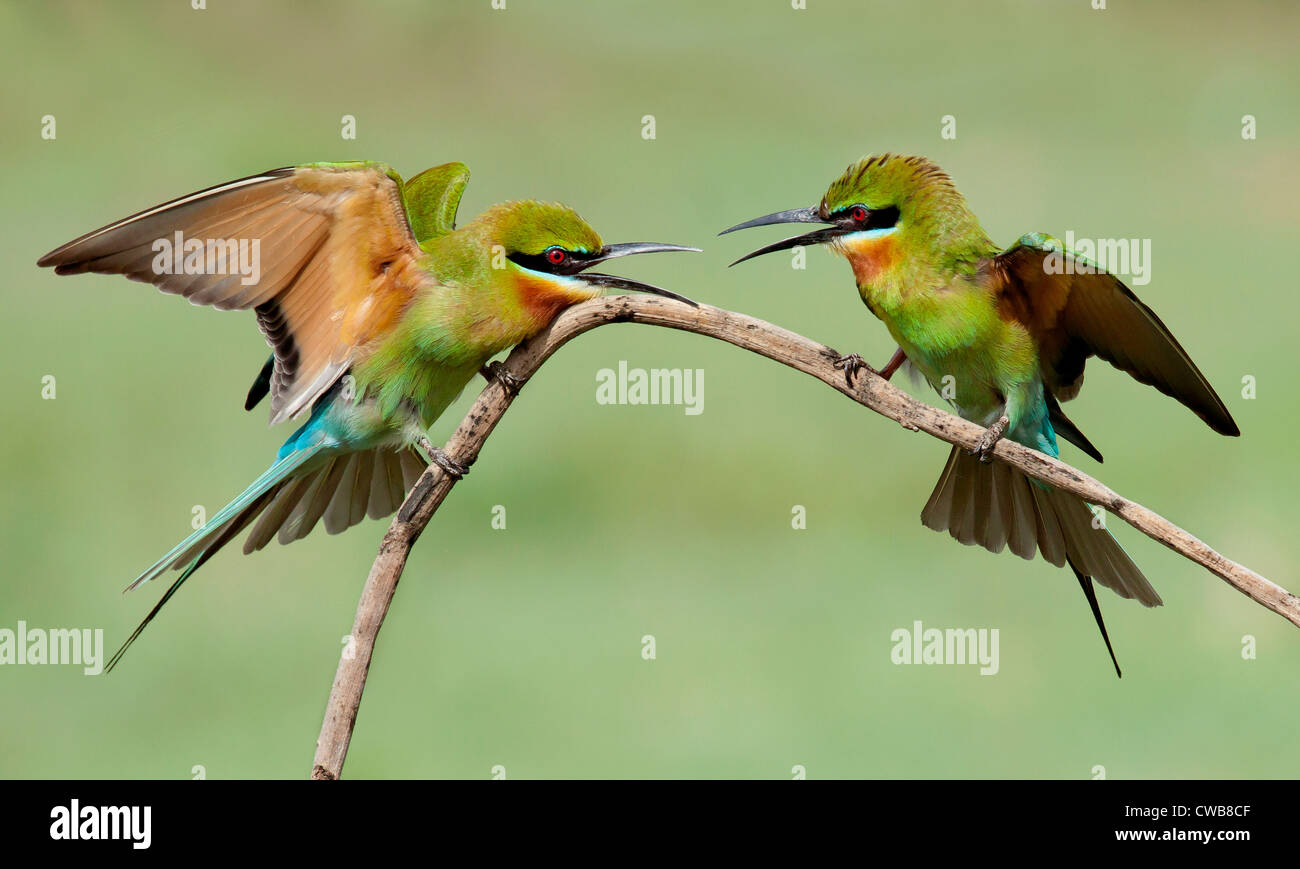 Blue tailed bee eaters Stock Photo - Alamy