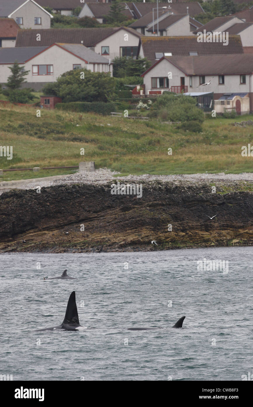 Killer Whales Orcinus orca Shetland Islands Scotland UK Stock Photo - Alamy