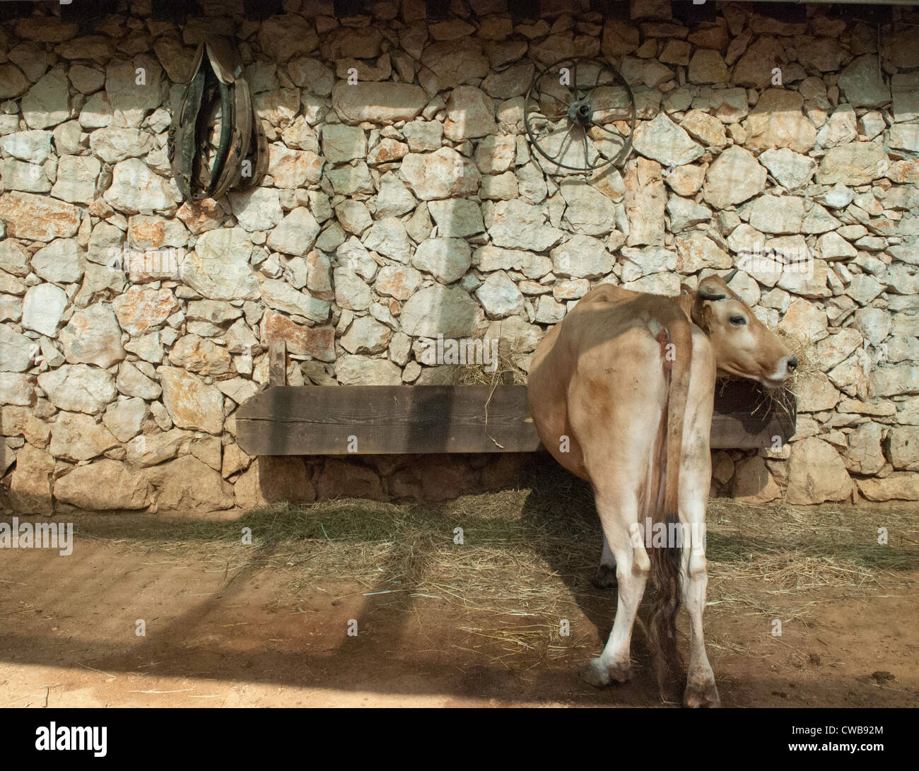 Cow eating in stable in Herzegovina Stock Photo - Alamy