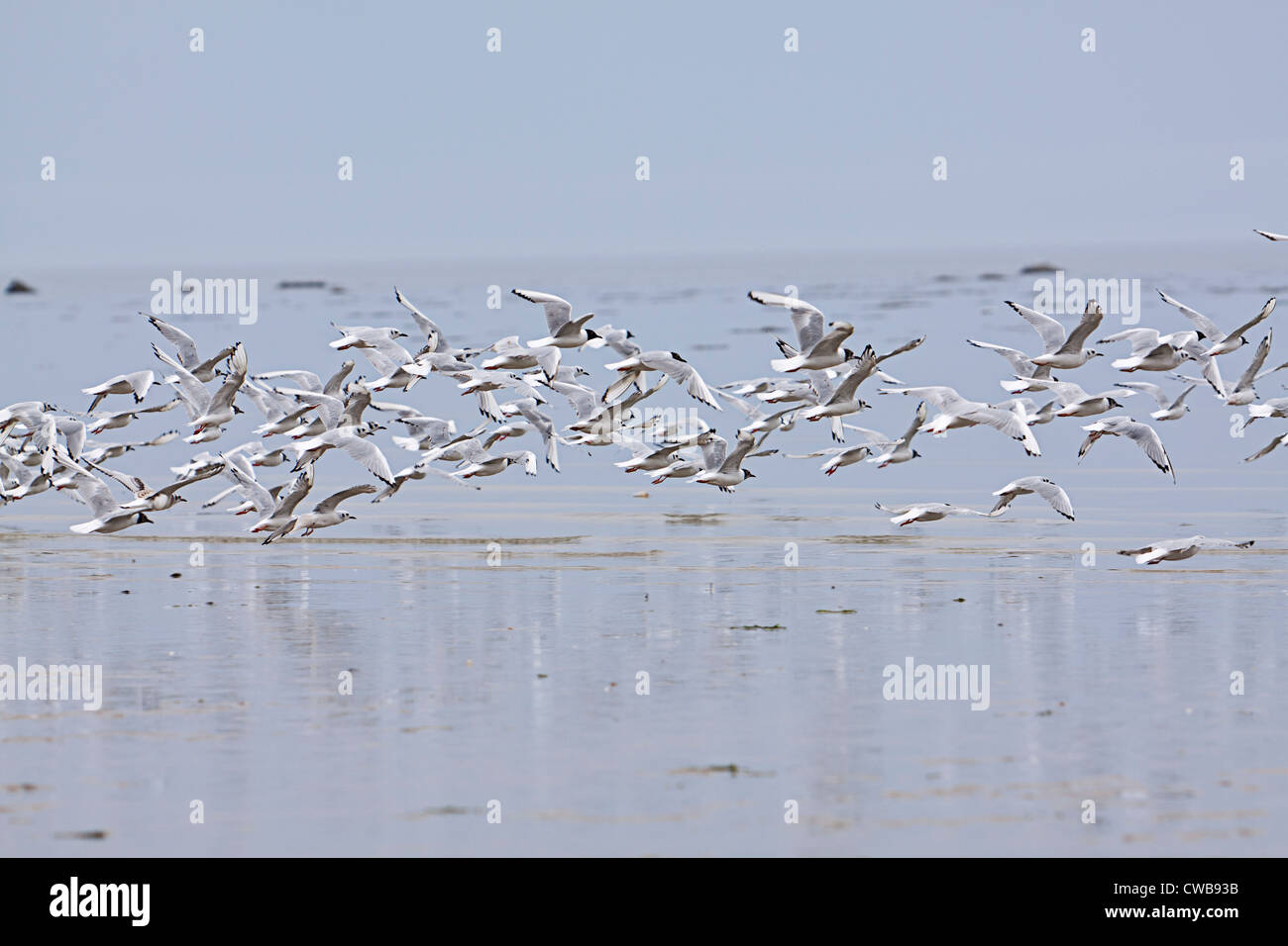 Laughing gull and Bonaparte's gull feeding at low tide on St. Lawrence ...