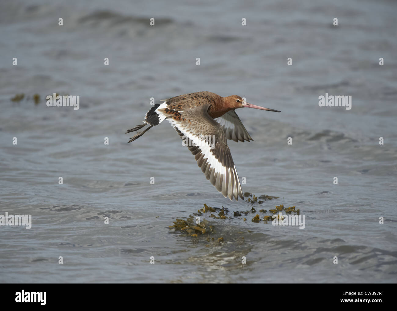 Black-tailed Godwit in flight Stock Photo - Alamy