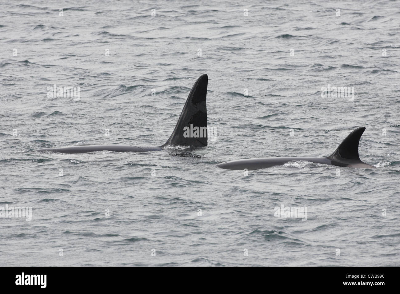 Killer Whales Orcinus orca Shetland Islands Scotland UK Stock Photo - Alamy