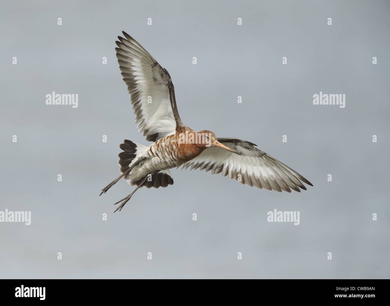 Black-tailed Godwit in flight Stock Photo - Alamy