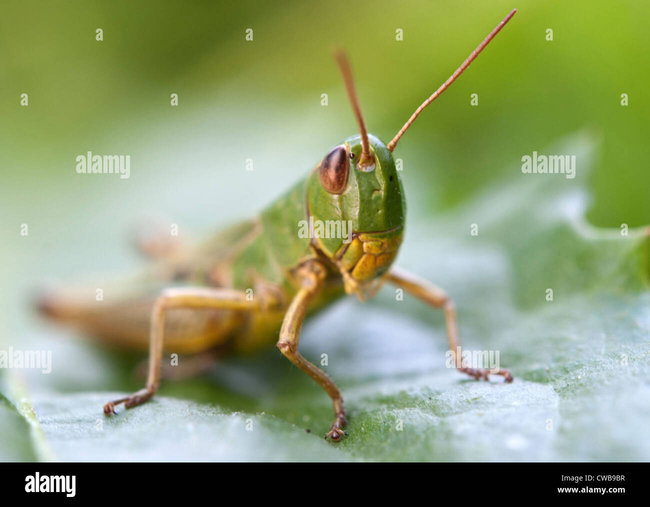 A close up of the grasshopper on leaf Stock Photo - Alamy