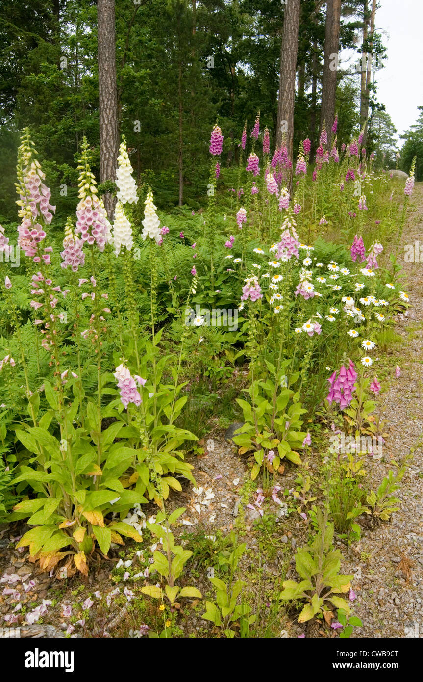 foxglove foxgloves wild flower flowers growing in swedish forest sweden ...