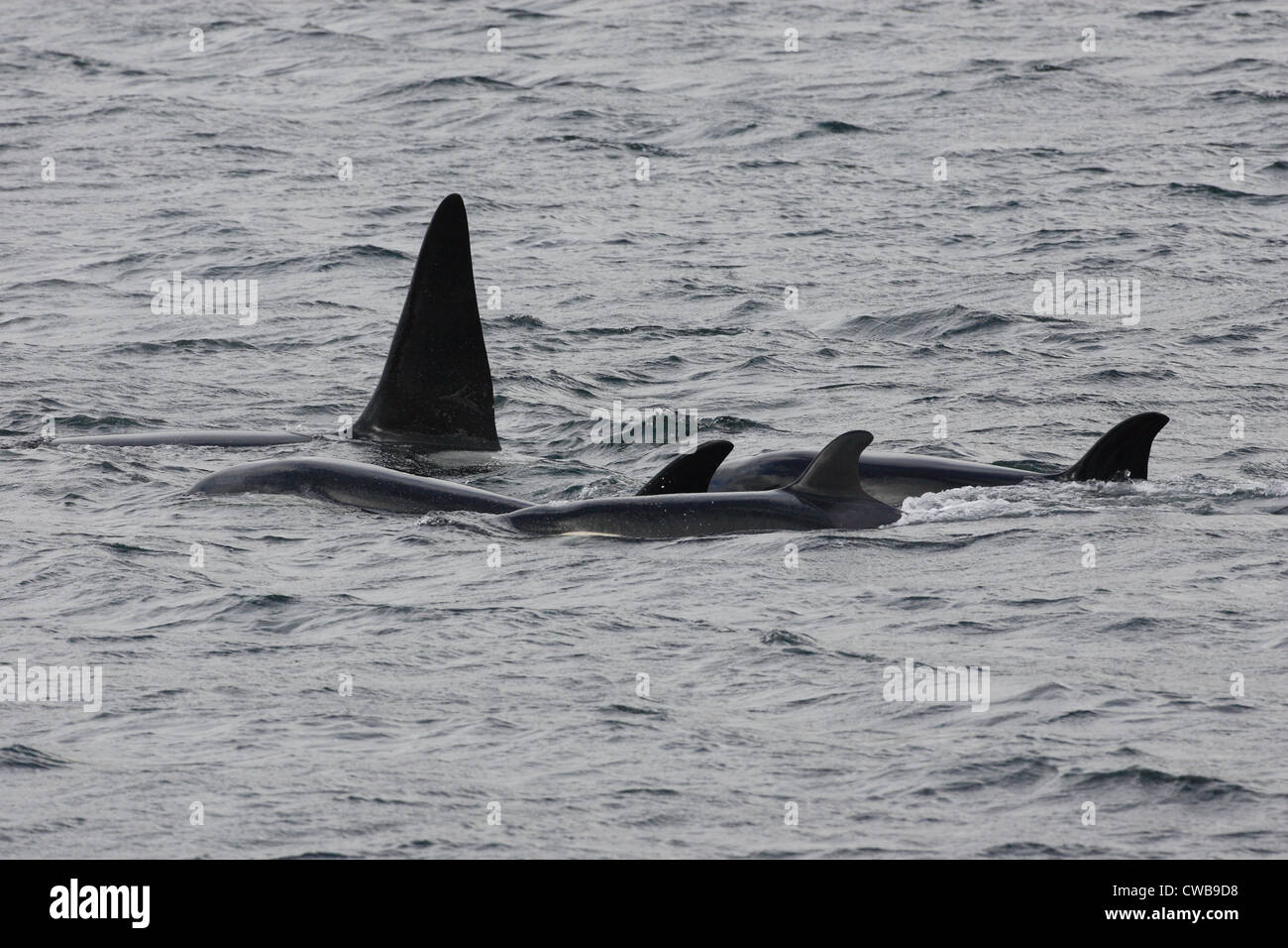 Killer Whales Orcinus orca Shetland Islands Scotland UK Stock Photo - Alamy