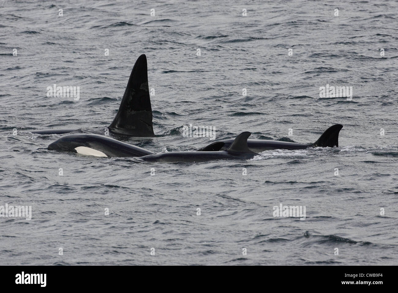 Killer Whales Orcinus orca Shetland Islands Scotland UK Stock Photo - Alamy