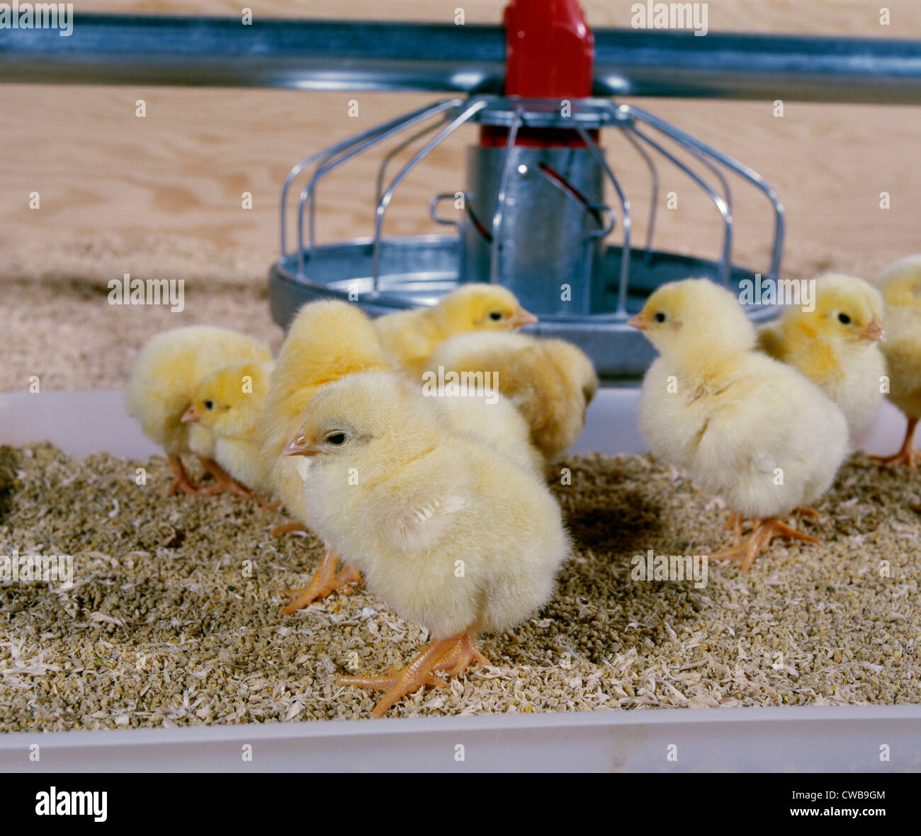 2 DAY OLD BROILER CHICKS Stock Photo - Alamy