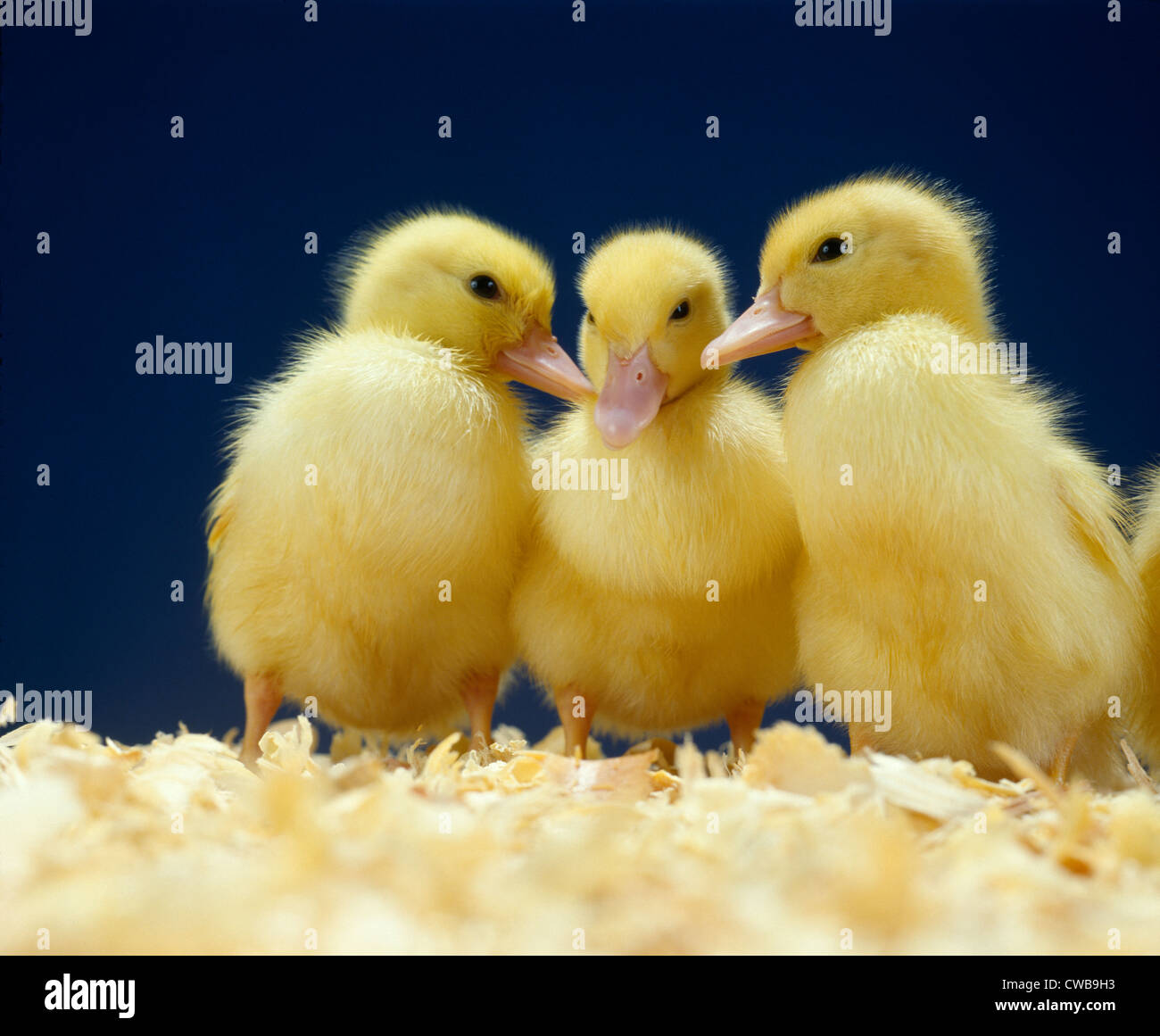 BABY DUCKS / STUDIO Stock Photo - Alamy