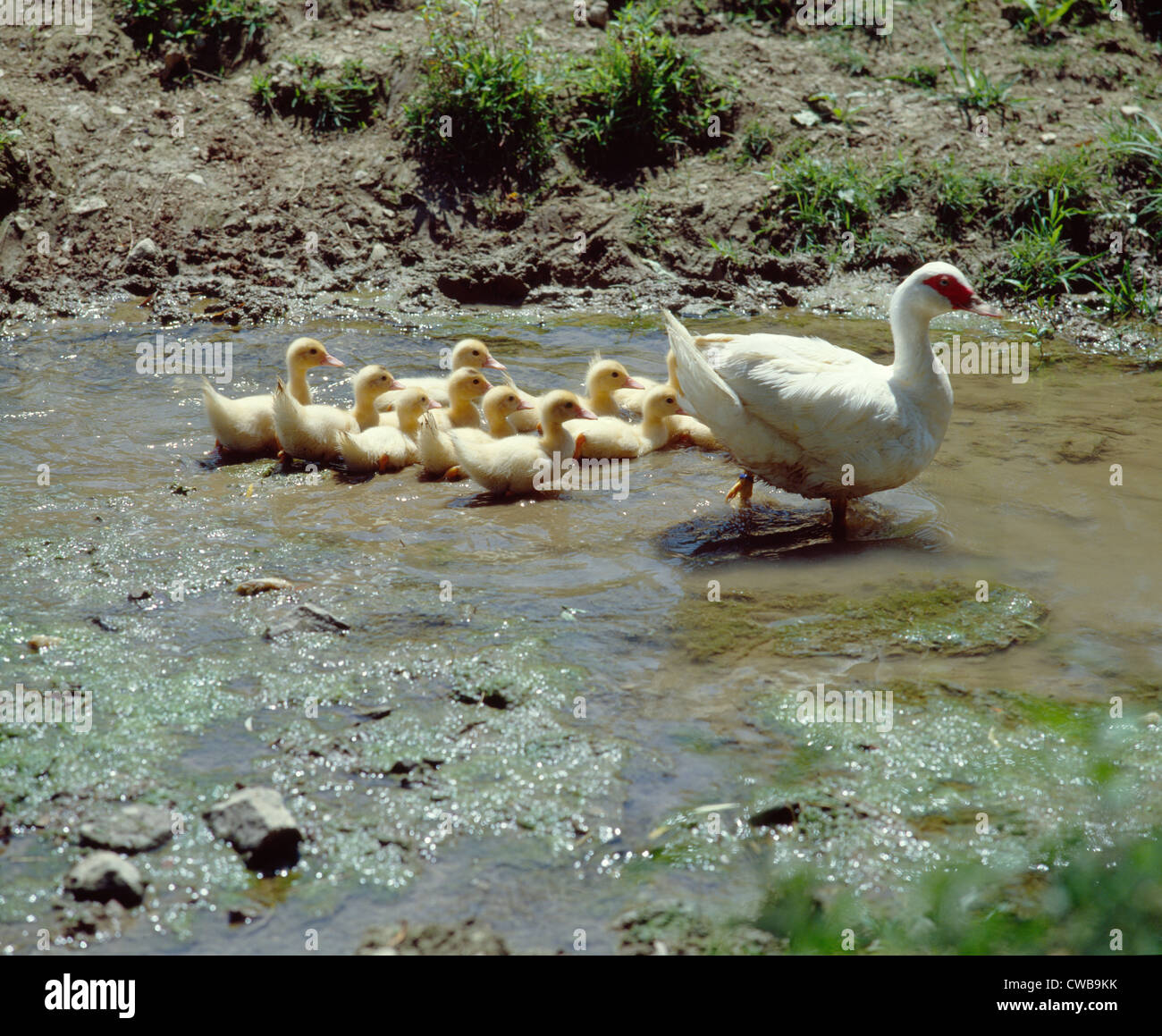 Female adult duck domestic muscovy hi-res stock photography and images ...