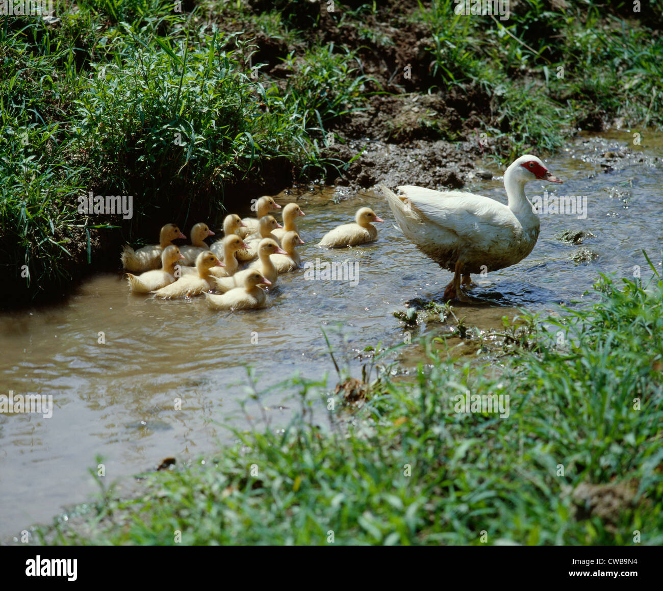 Muscovy duck swimming with duckling hi-res stock photography and images ...
