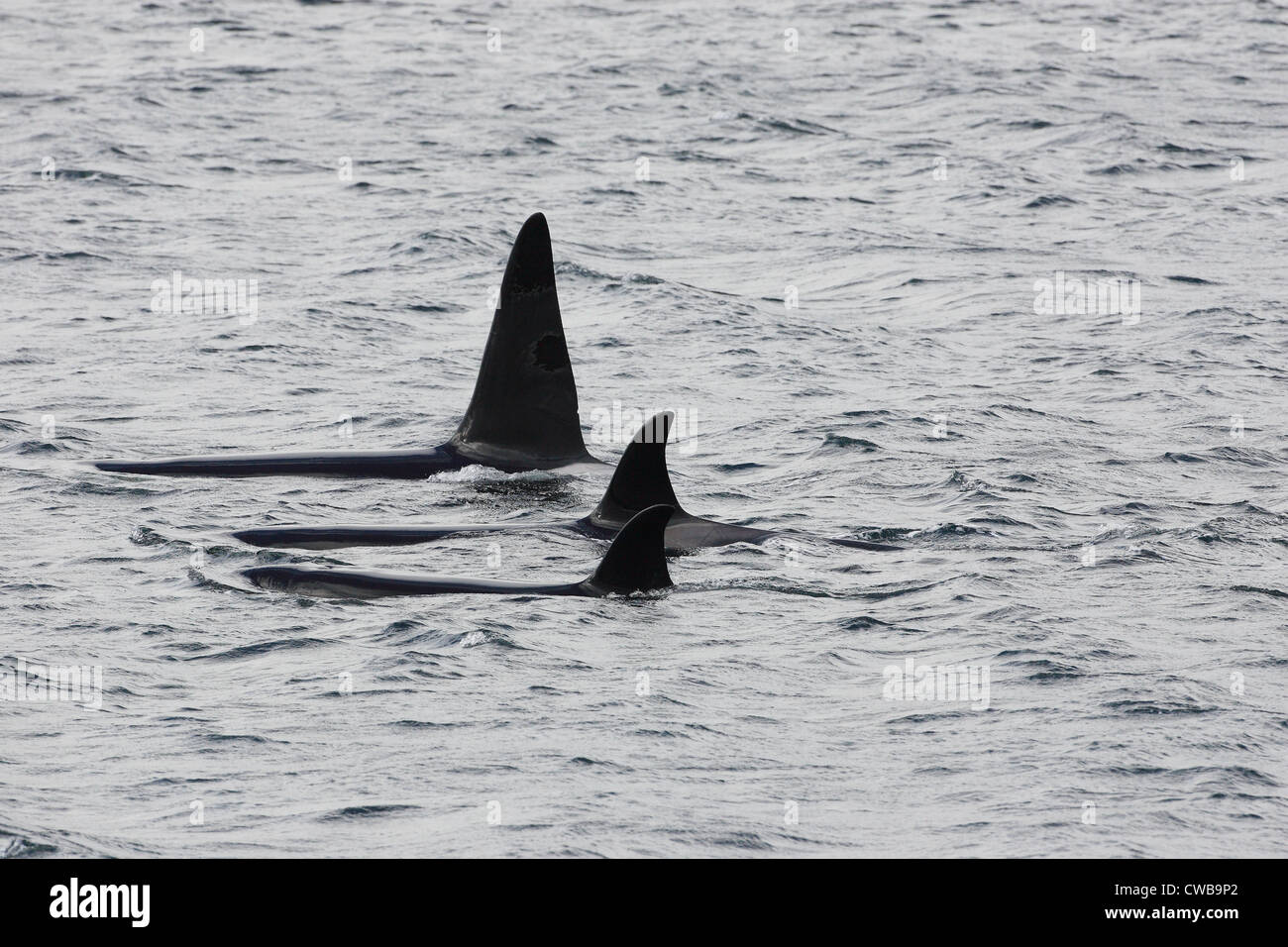 Killer Whales Orcinus orca Shetland Islands Scotland UK Stock Photo - Alamy