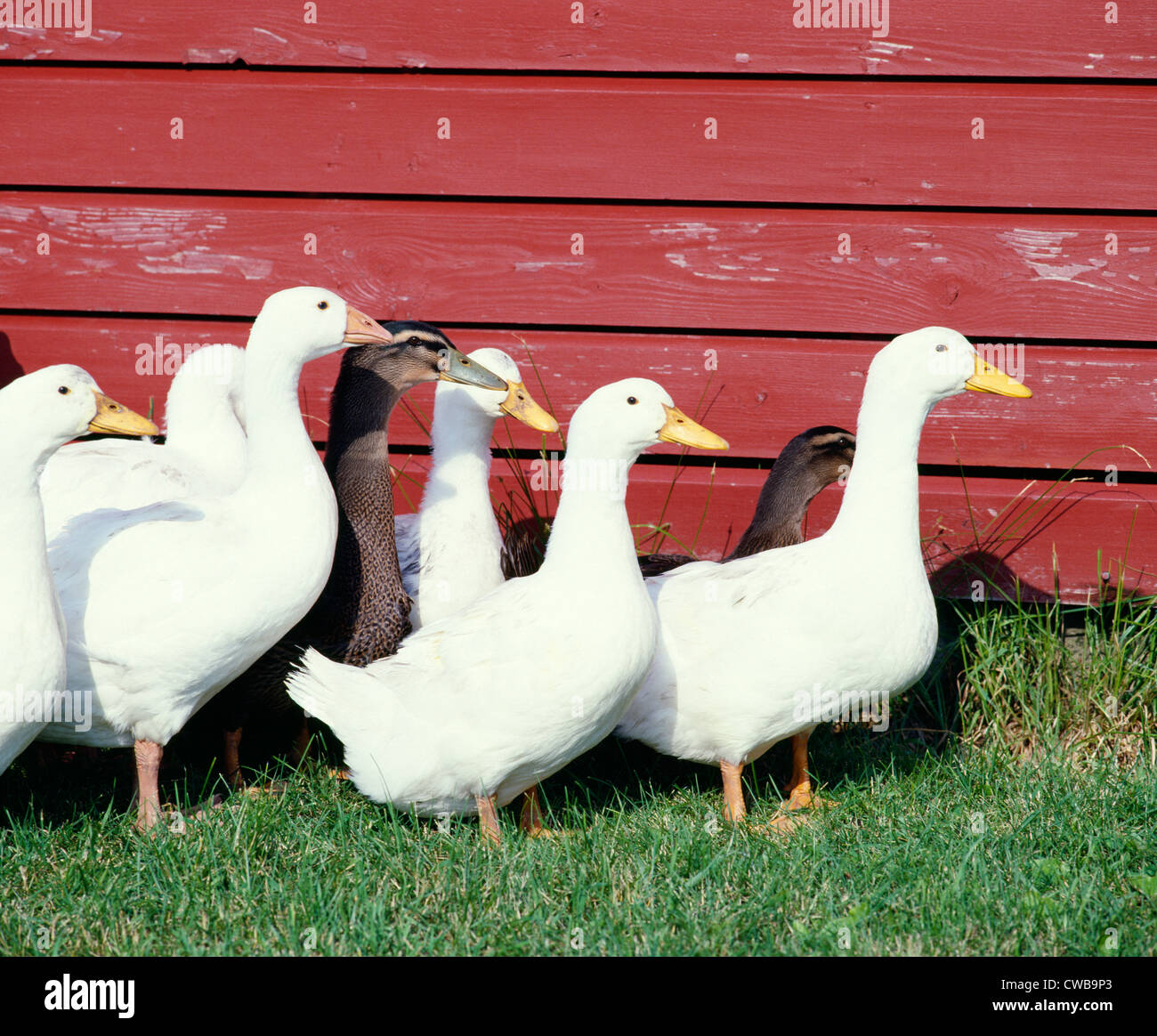 EMBDEN GEESE, ROUEN AND PEKIN DUCKS Stock Photo - Alamy