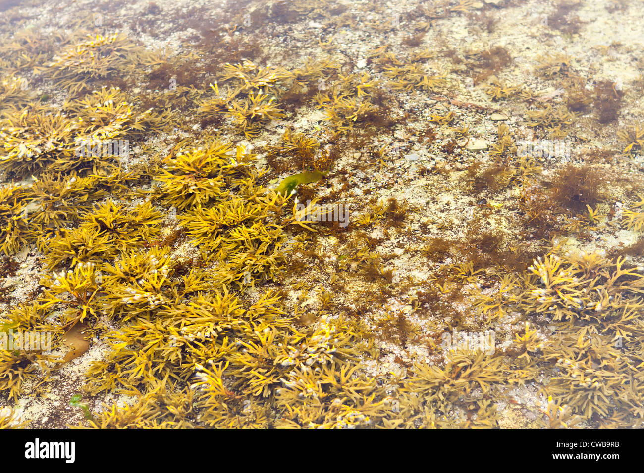 Seaweed at low tide Stock Photo - Alamy