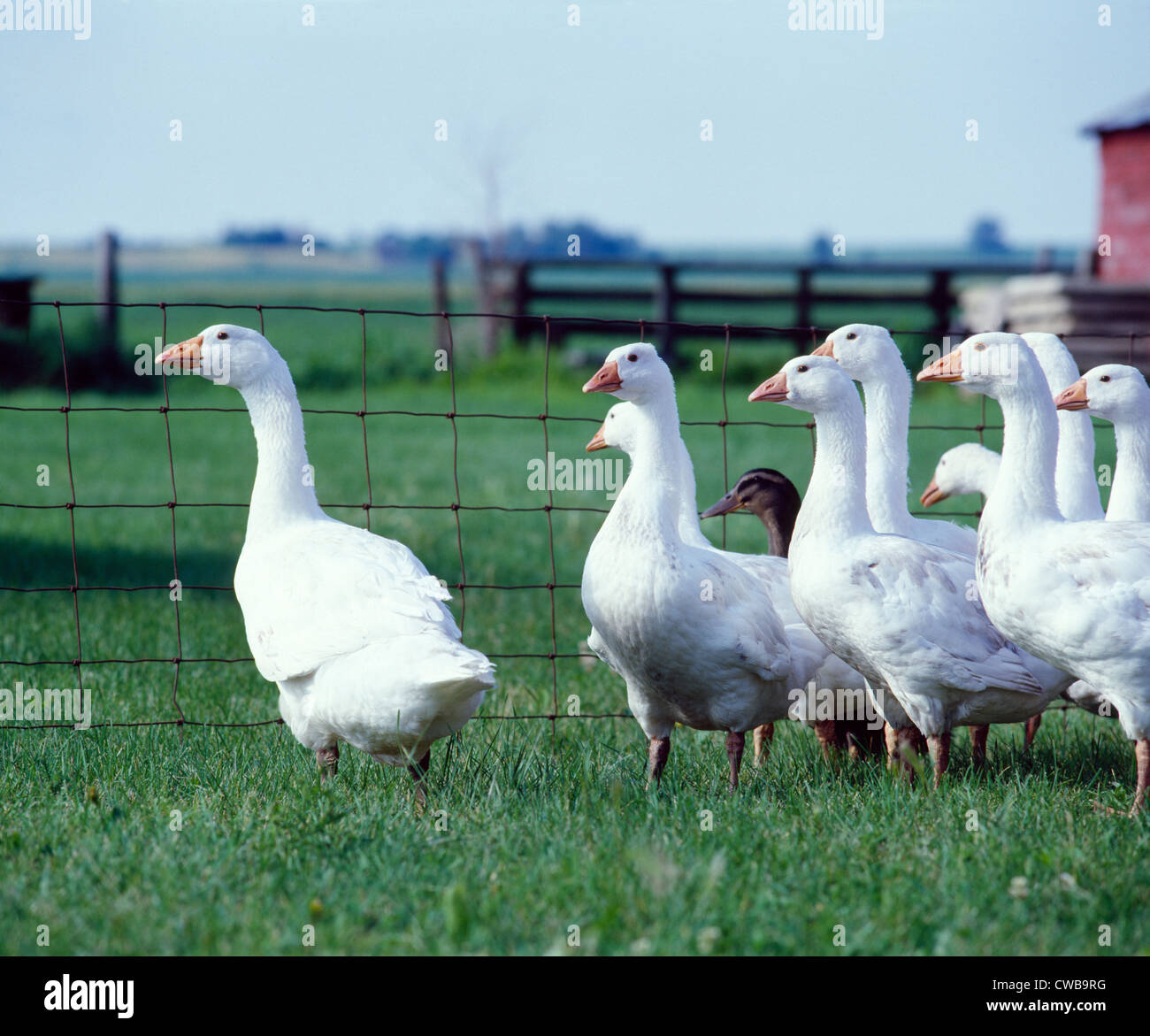 EMBDEN GEESE, ROUEN AND PEKIN DUCKS Stock Photo - Alamy